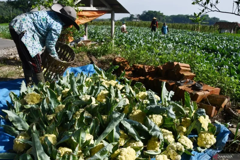Resep Bunga Kol Panggang Camilan Rendah Kalori
